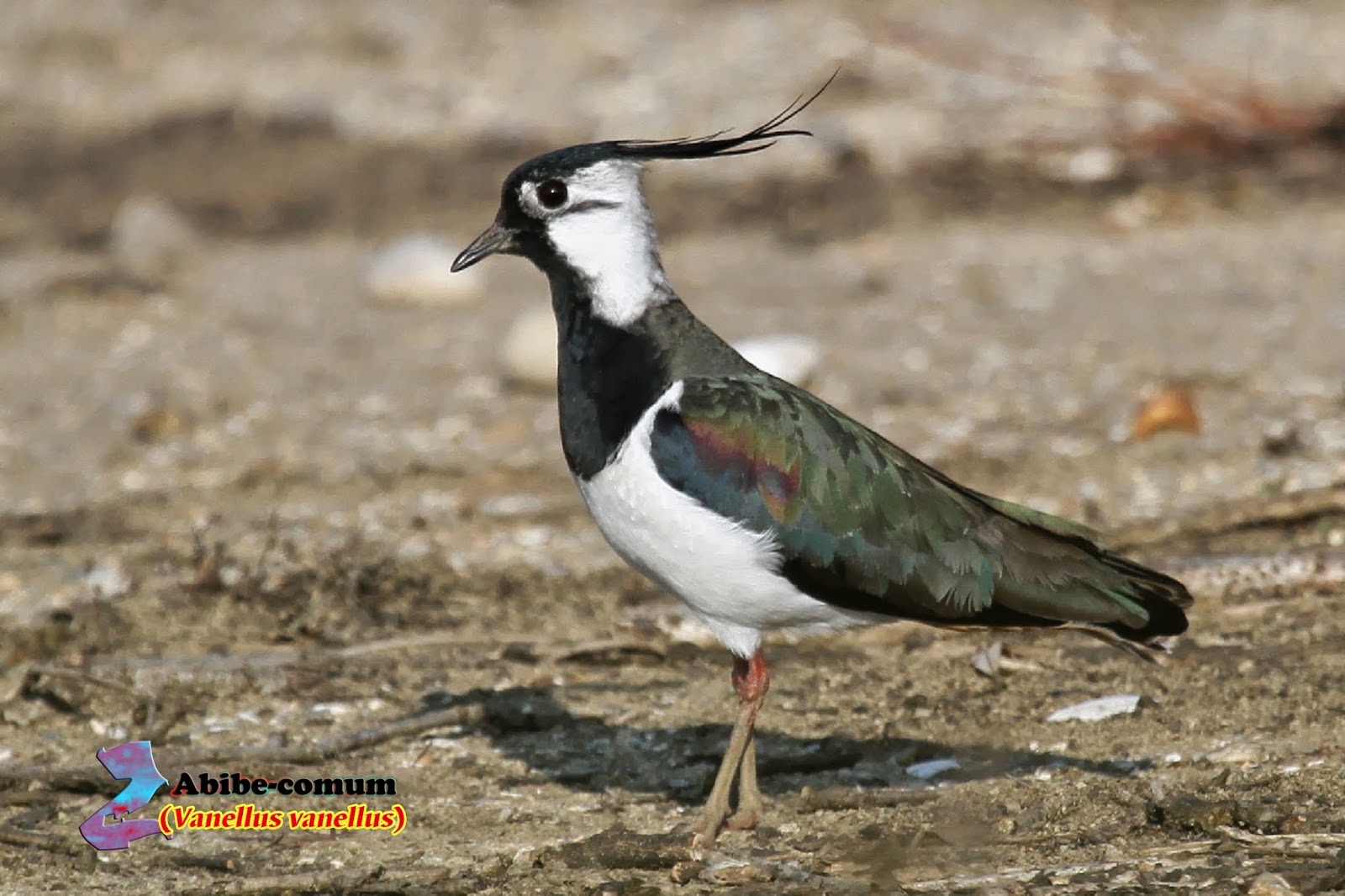 ORNITOLOGIA: Abibe-comum (Vanellus vanellus)